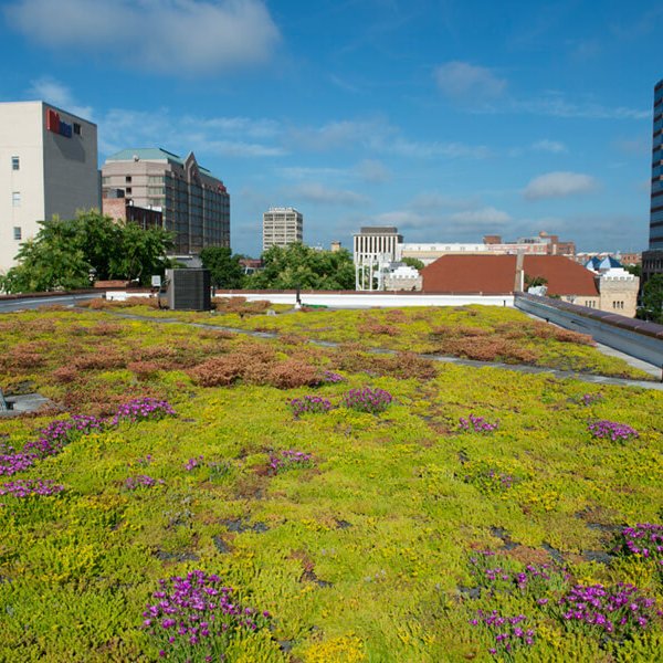 xero-flor-green-roof – River Network